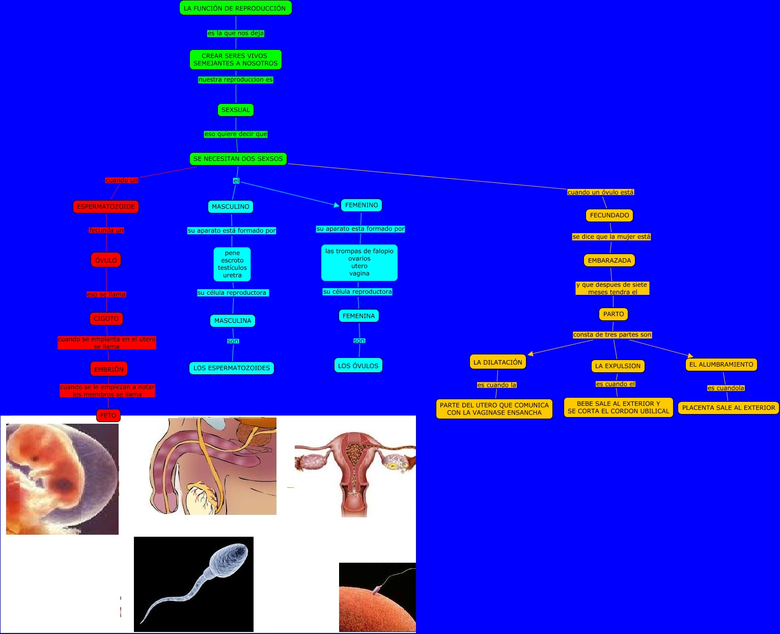 LA FUNCION DE REPRODUCCION(Sofia)